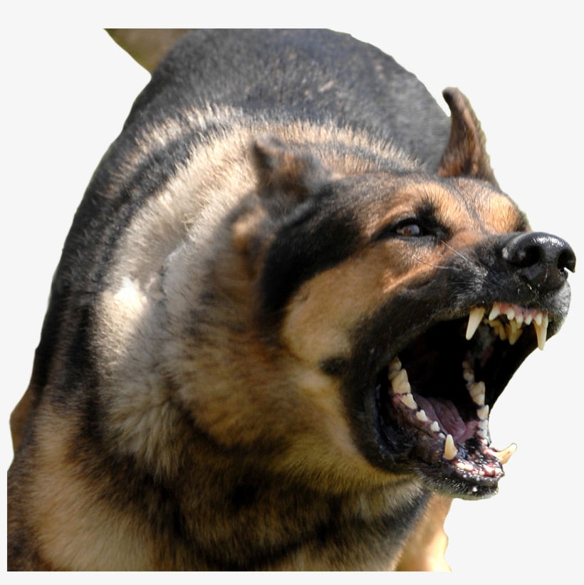 Angry Dog Transparent Transparent PNG - 1258x1200 - Free Download on ...
