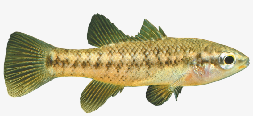 River Fish Png Clip Download Transparent PNG - 1895x885 - Free Download ...