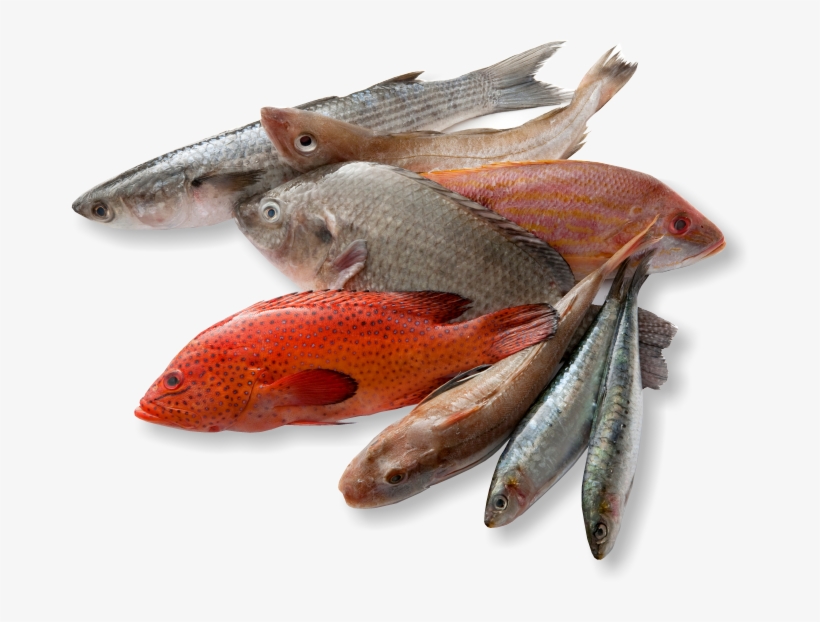 Types Of Fishes For Eating Transparent PNG - 678x542 - Free Download on ...