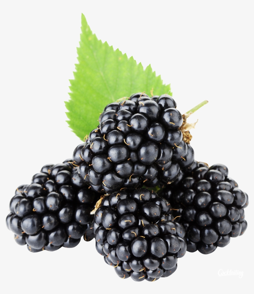 Best Free Blackberry Png Clipart - Blackberry Fruit Png Transparent PNG ...