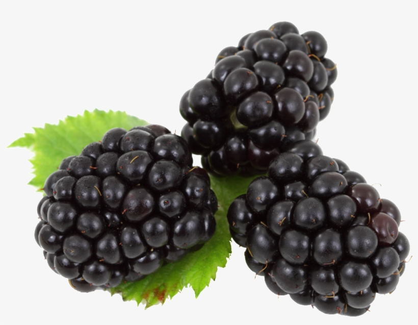 Blackberry Png Image - Blackberry Fruit Transparent PNG - 550x450 ...