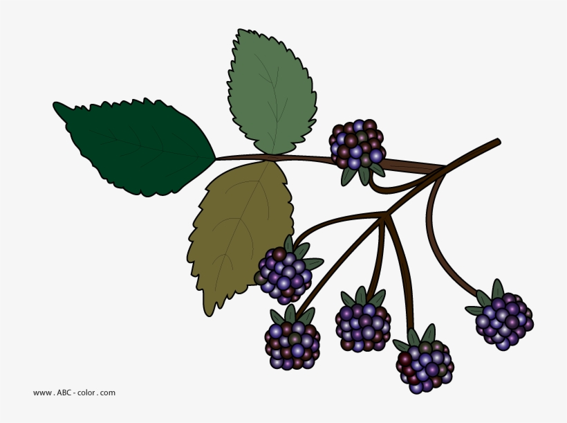 Blackberry Clipart More - Clip Art Bramble Transparent PNG - 822x567 ...