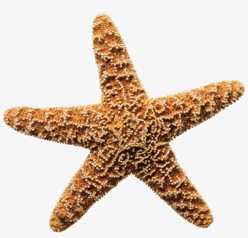 Sea Star Png Download Image - Star Fish On A Shore Transparent PNG ...