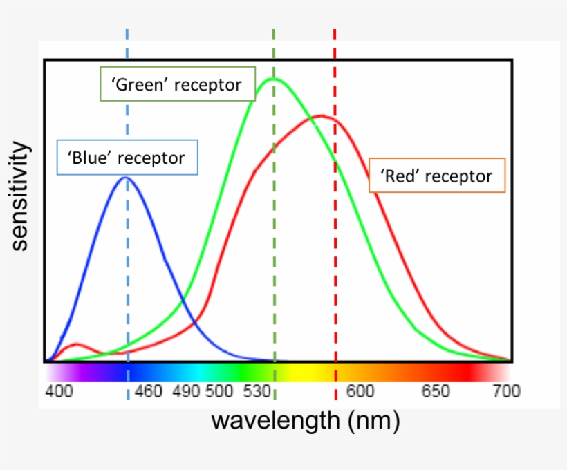 Human Vision Sensitivity - Diagram Transparent PNG - 834x623 - Free ...