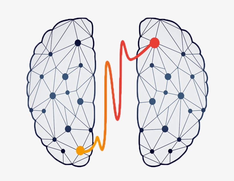Brain - Circle Transparent PNG - 654x554 - Free Download on NicePNG