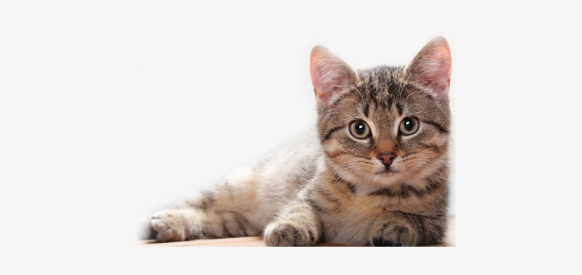 Animal Front View Hd Transparent PNG - 940x400 - Free Download on NicePNG