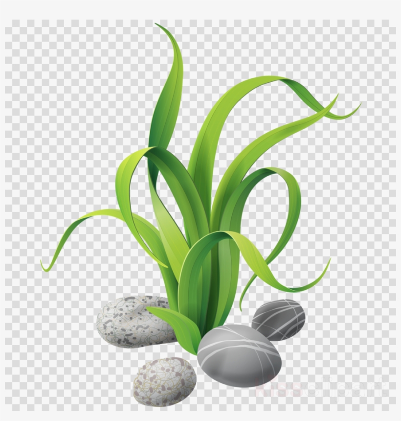 Underwater Plants Png Clipart Aquatic Plants Seaweed - Clipart Aquarium ...