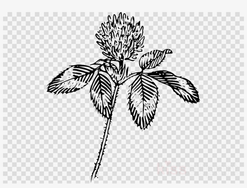 Download Flower Outline Png Clipart Four-leaf Clover - Red Clover ...