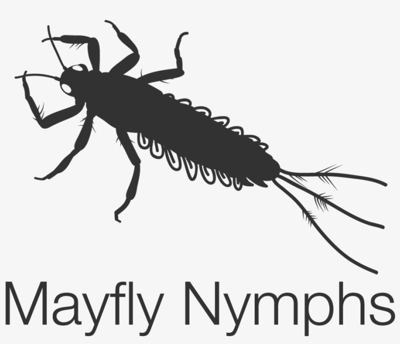 Mayfly-nymphs - Net-winged Insects Transparent PNG - 1000x778 - Free ...