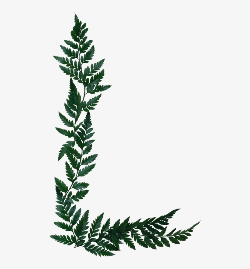 Fern Clipart Olive - Silver Fern Page Border Transparent PNG - 497x800 ...