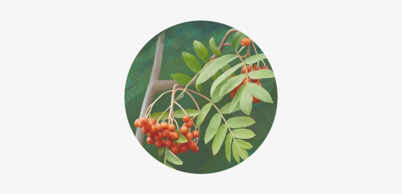 Watercolor Rowan Tree - Rowan Transparent PNG - 500x500 - Free Download ...