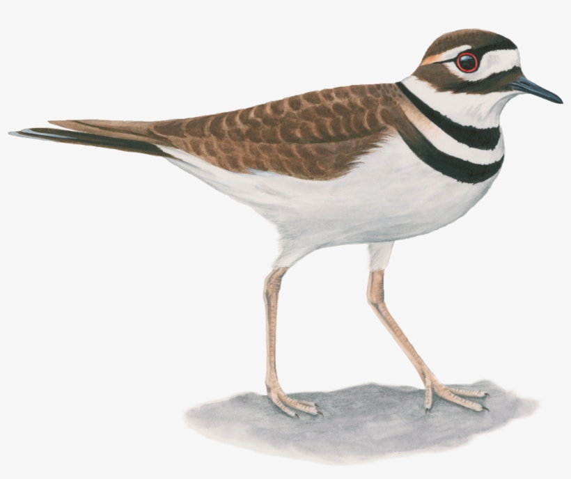 Killdeer Png Transparent PNG - 2328x2328 - Free Download on NicePNG