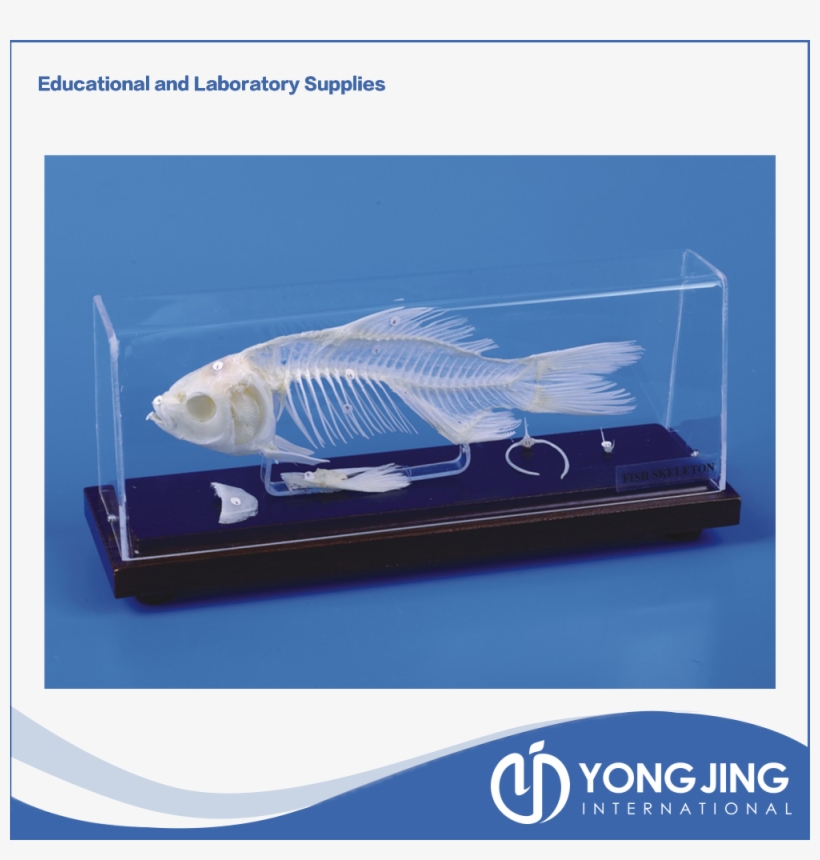 02-fish-skeleton-model-for-school-teaching-skeleton-transparent-png