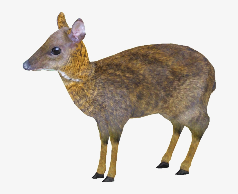 Lesser Mouse Deer