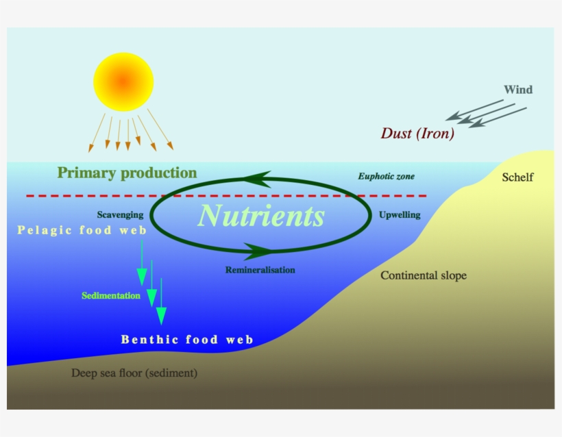 Limiting Nutrient