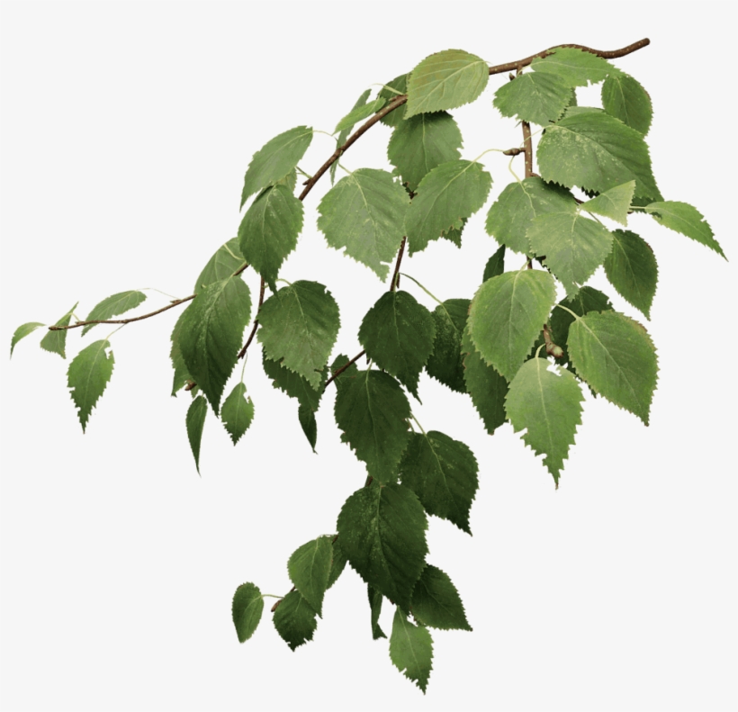 Paper Birch The Grove Trees - Birch Tree Leaves Png Transparent PNG ...