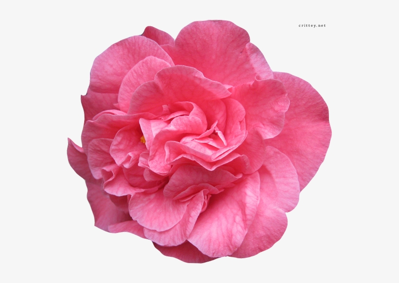 Download Pink Flower Clipart Real - Real Flower Vector Png - HD ...