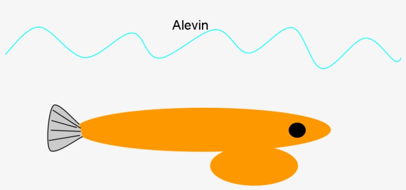 Alevin Transparent PNG - 960x720 - Free Download on NicePNG