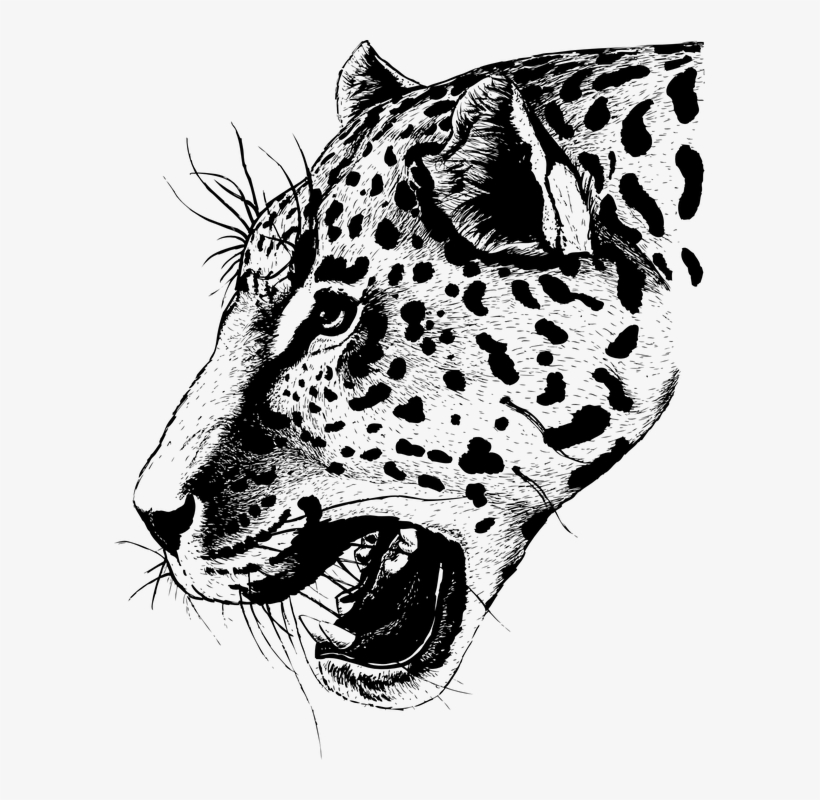 Leopard Face Free Png Image - Dessin Tete De Leopard Transparent PNG ...
