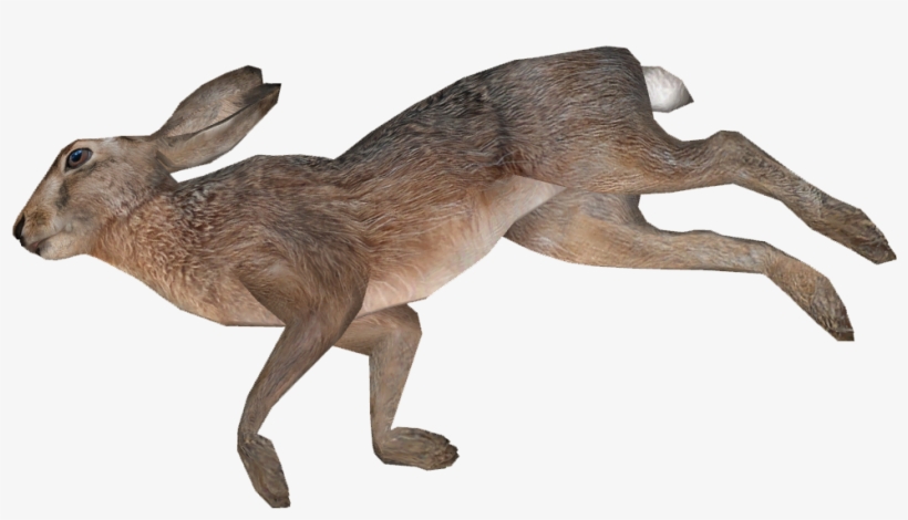 Dead Animals Cartoon