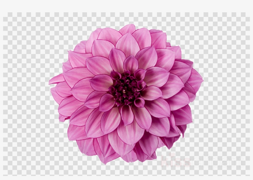 Dahlia Flower Png Clipart Dahlia Flower Clip Art - Pink Dahlia Flower ...