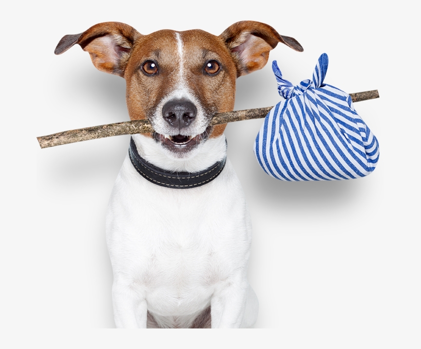 Locations - Dog With Hobo Stick Transparent PNG - 678x600 - Free ...