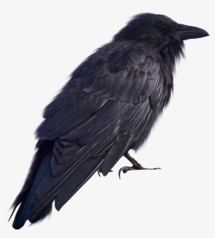 Crow Png Transparent - Back View Of Crow Transparent PNG - 1024x1203 ...