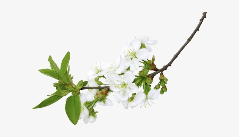 White Flowers Branch Png Transparent PNG - 619x411 - Free Download on ...