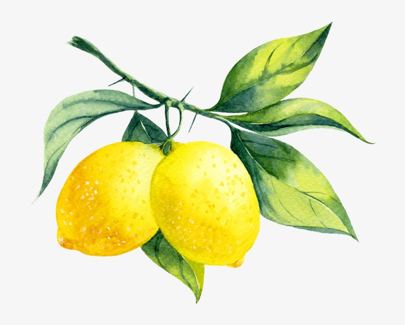 Download Envy And Drawings My Blog - Lemon Watercolour - HD Transparent ...