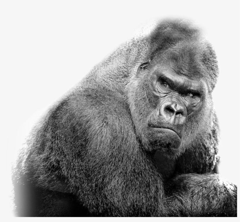 Silverback Gorilla Png Clip Royalty Free - Gorilla Png Transparent PNG ...