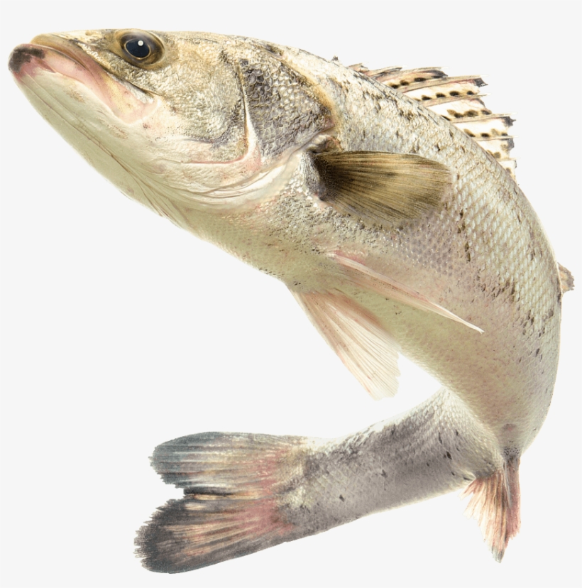 Free Png Fish Png Images Transparent - Jawless Animals Transparent PNG ...