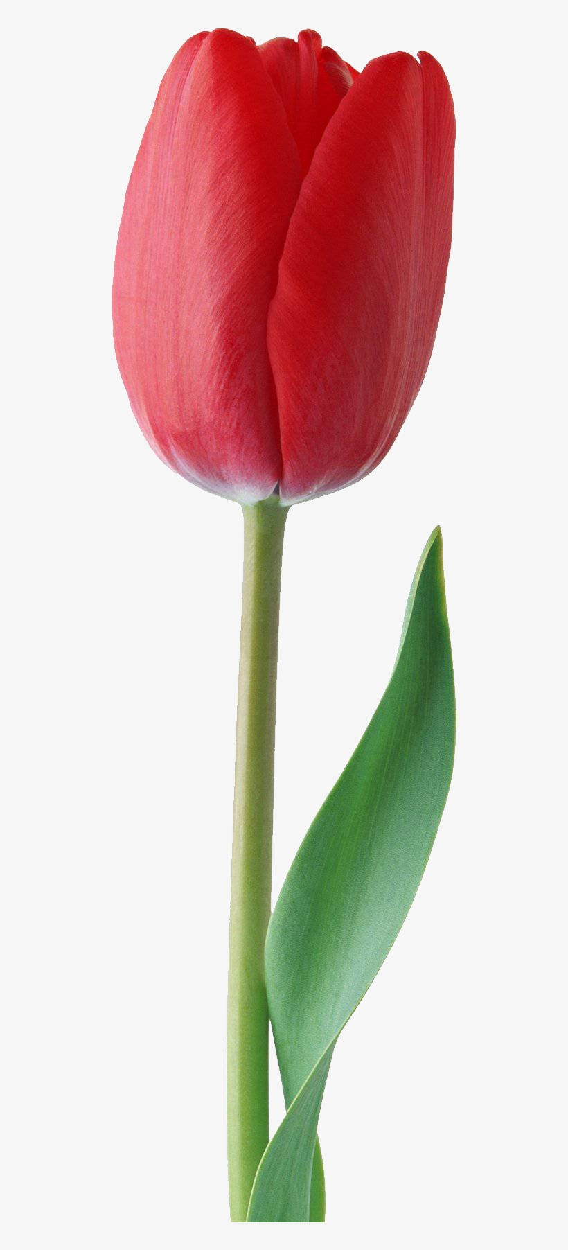 Red Tulip Png Image - Red Tulip Flower Png Transparent PNG - 500x1724 ...