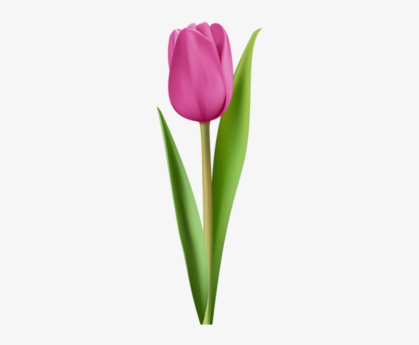 Tulip Clip Art Image - Pink Tulip Clipart Transparent PNG - 218x600 ...
