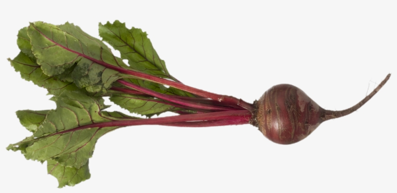 Beet Png - Beet Root Plant Png Transparent PNG - 1000x439 - Free ...