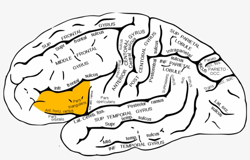 Superior Temporal Sulcus