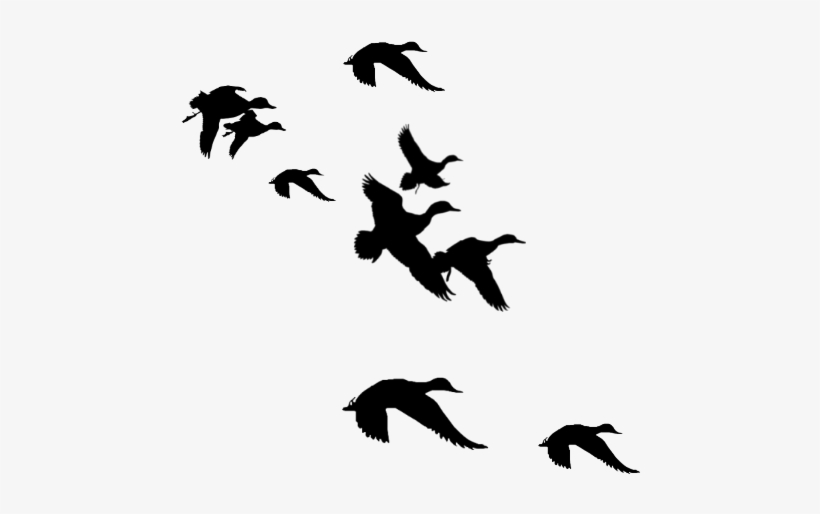 Flying Duck Clipart Black And White