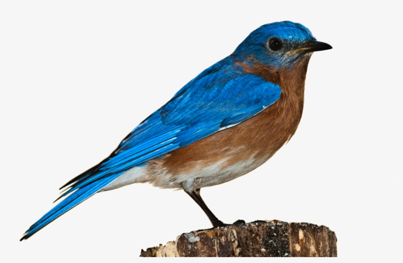 Bird - Songbirds On Transparent Background Transparent PNG - 866x650 ...