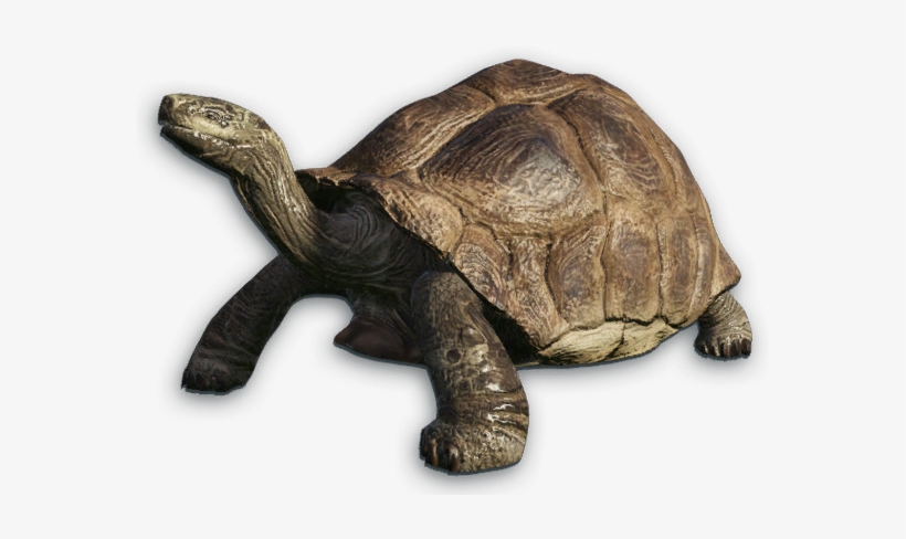 Desert Tortoise Png Banner Freeuse Stock - Galapagos Giant Tortoise Png ...
