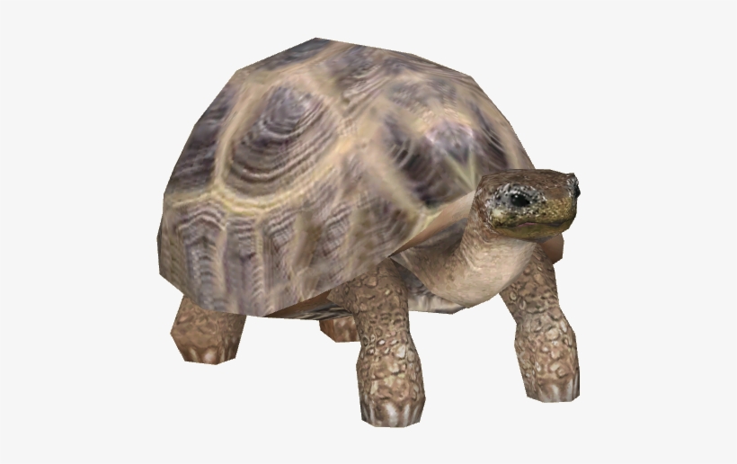 Tortoise Transparent Background Png - Class Pets Transparent PNG ...