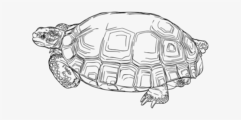 Gopher Tortoise Black And White Transparent PNG - 600x330 - Free ...