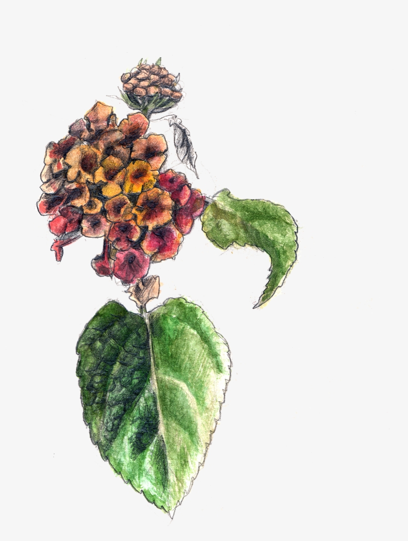 Big Sage/red Sage/wild Sage - Lantana Camara Flower Png Transparent PNG ...