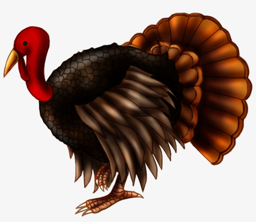 28 Collection Of Live Turkey Clipart - Turkey Transparent Background ...