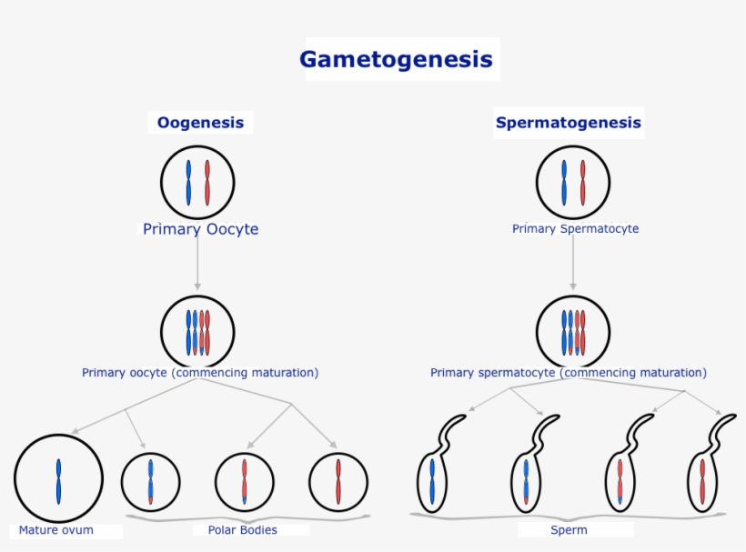 Diagram Of Gametogenesis - Cellule Germinali Transparent PNG - 1000x700 ...