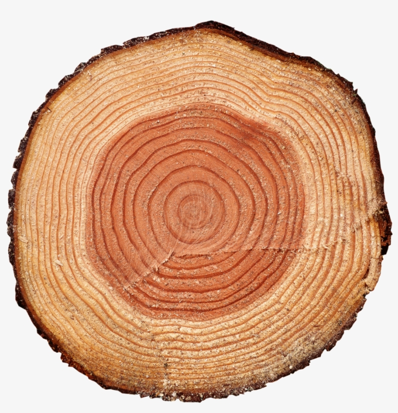 Download Tree Rings Png - HD Transparent PNG - NicePNG.com