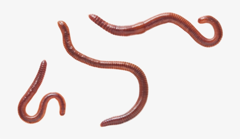 Earthworm Worm Png, Download Png Image With Transparent - Eisenia ...