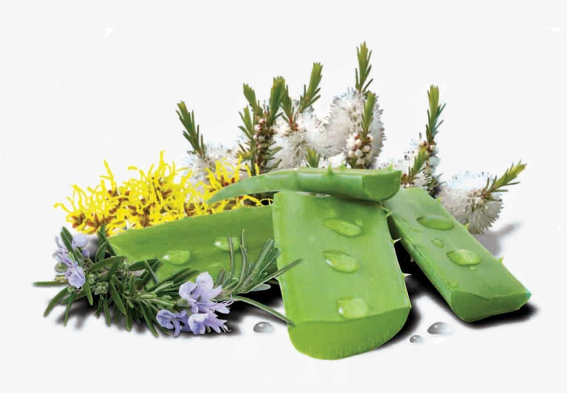 Ingredients Png Transparent PNG - 1098x708 - Free Download on NicePNG