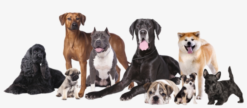 Picture Of A Group Of Clean And Happy Dogs After They've - Different ...