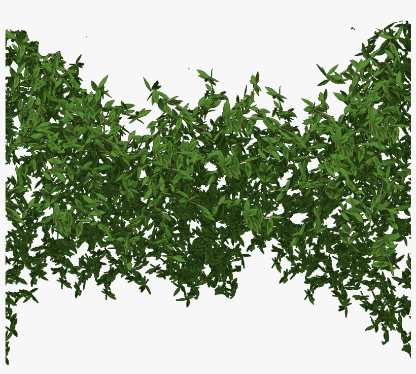 Trees - Tree Canopy Transparent Transparent PNG - 1024x879 - Free ...
