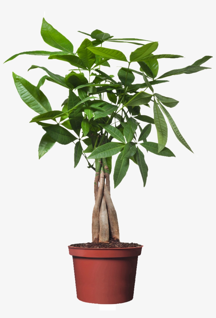 Plant Life Cycle - Americium 241 Atomic Structure Transparent PNG ...