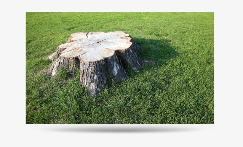 Tree Stump - Disguise A Tree Stump Transparent PNG - 750x437 - Free ...